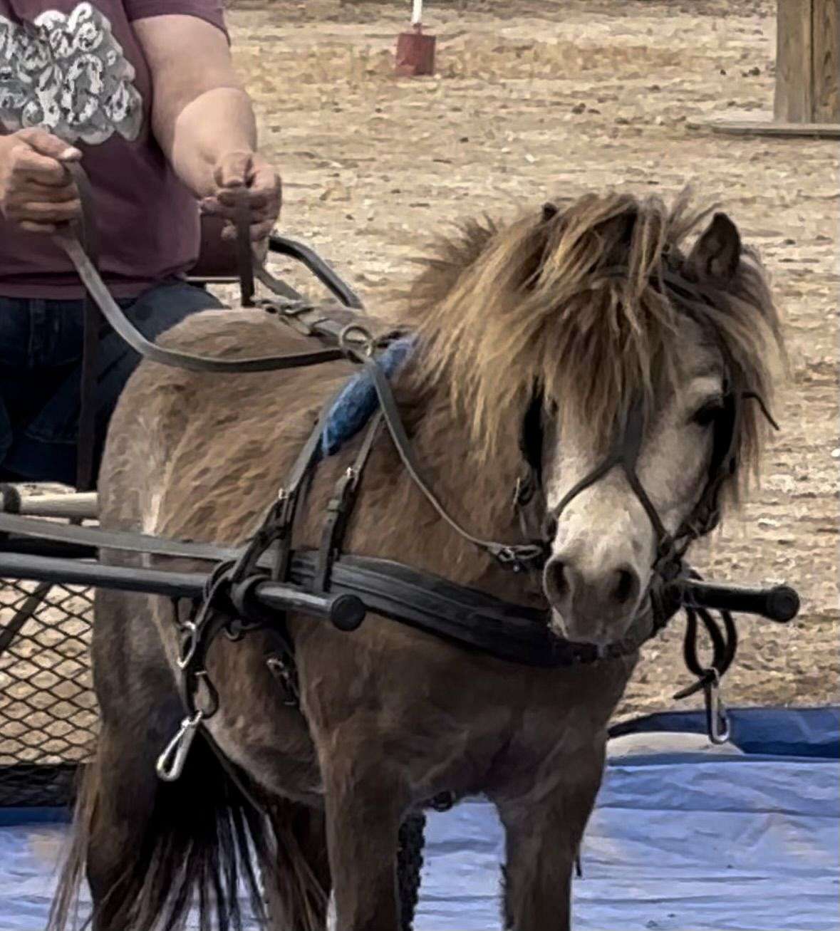 Bon Jovi 4yr Old 32" Grulla Mini Gelding Rides & Drives - Safe & Fun