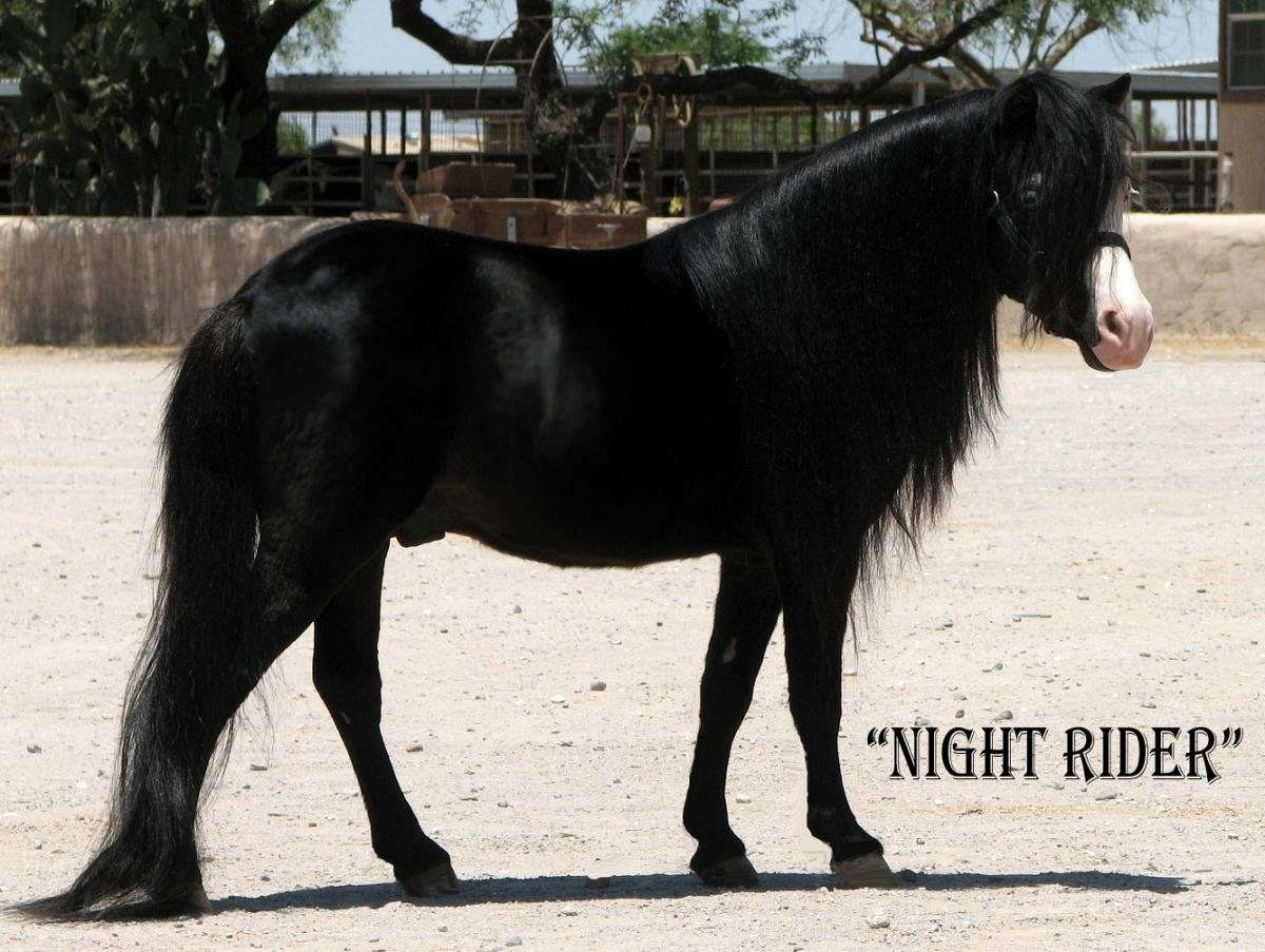 Night Rider Absolutely Stunning Reg'd Black 33" Mini Gelding