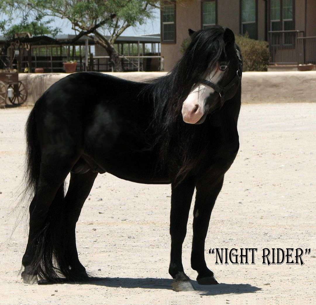 Night Rider Absolutely Stunning Reg'd Black 33" Mini Gelding