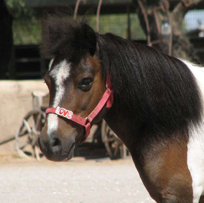 Ruger 7yr Old Super Stout & Hansome Mini Gelding