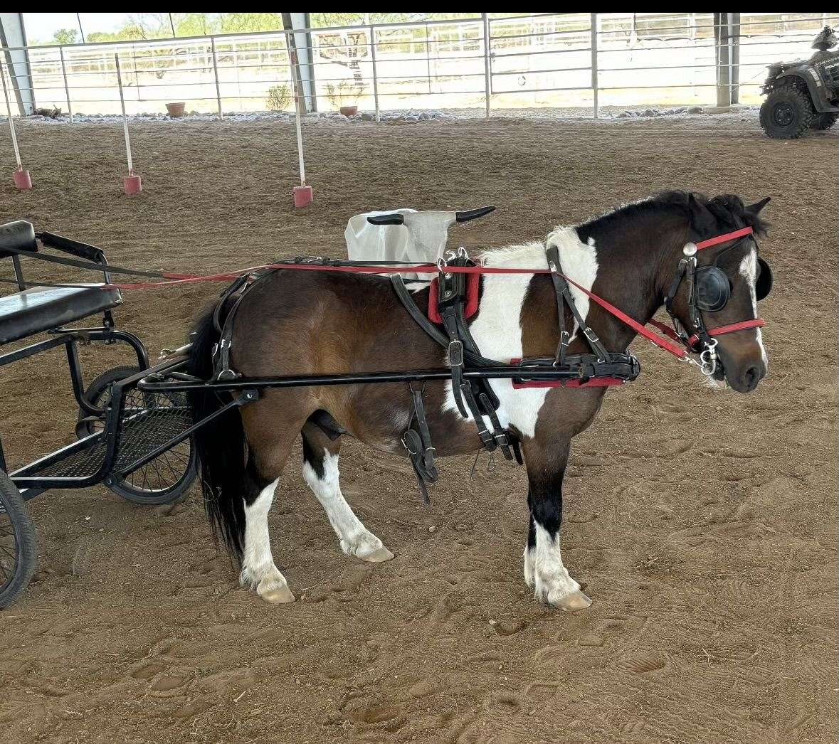 Ruger 7yr Old Super Stout & Hansome Mini Gelding