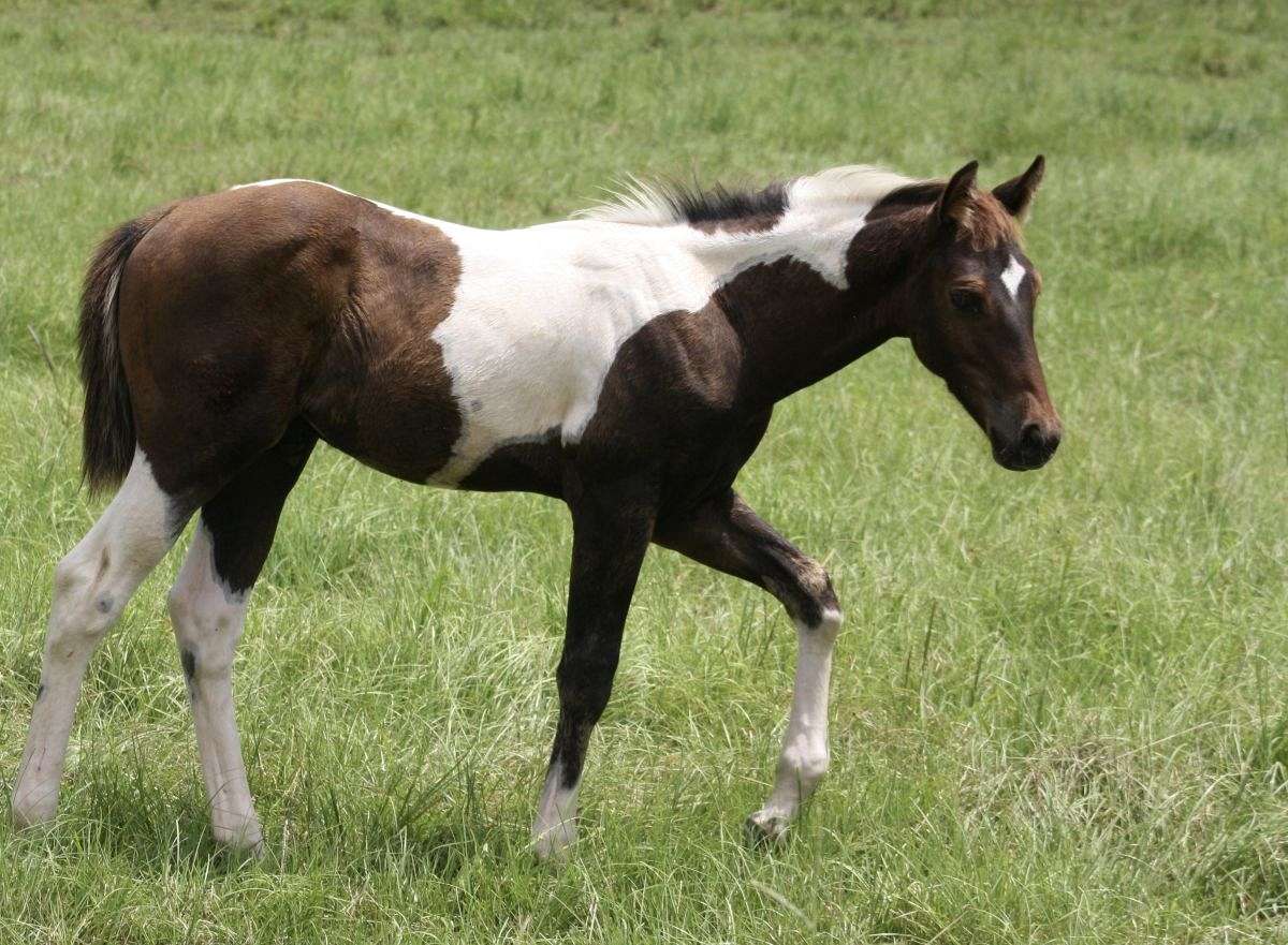 World Champ Dam- 2024 APHA Bay Tobiano Stud Colt