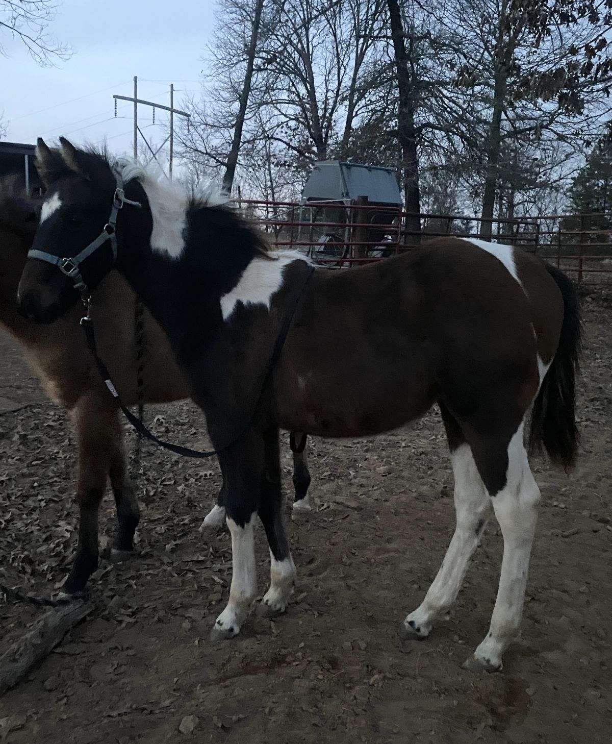 World Champ Dam- 2024 APHA Bay Tobiano Stud Colt