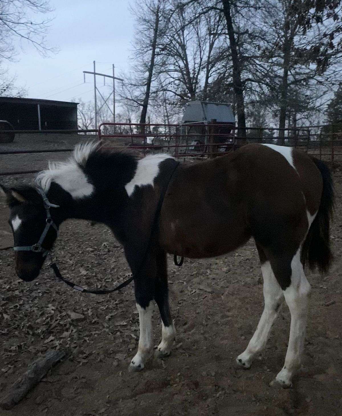 World Champ Dam- 2024 APHA Bay Tobiano Stud Colt