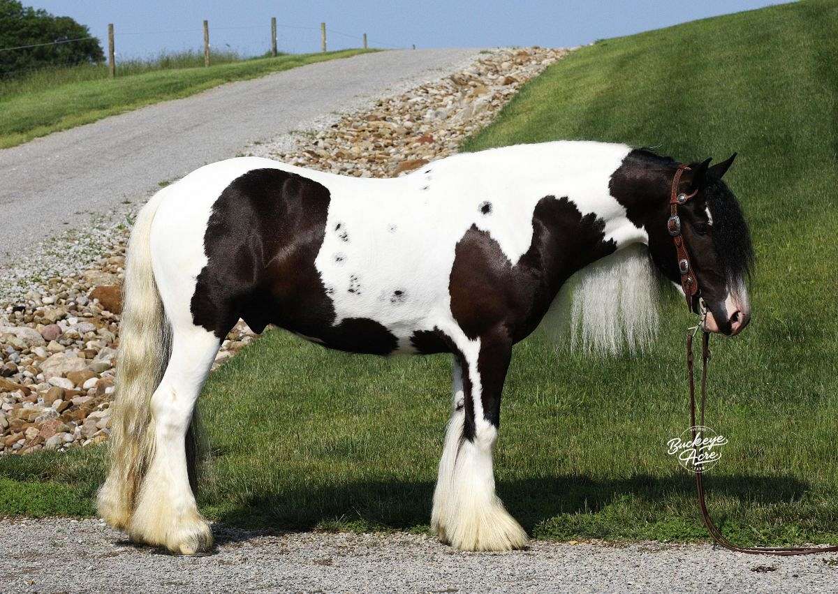 Ace is a 4-Year-Old Registered Black and White Gypsy Gelding Standing 14.3