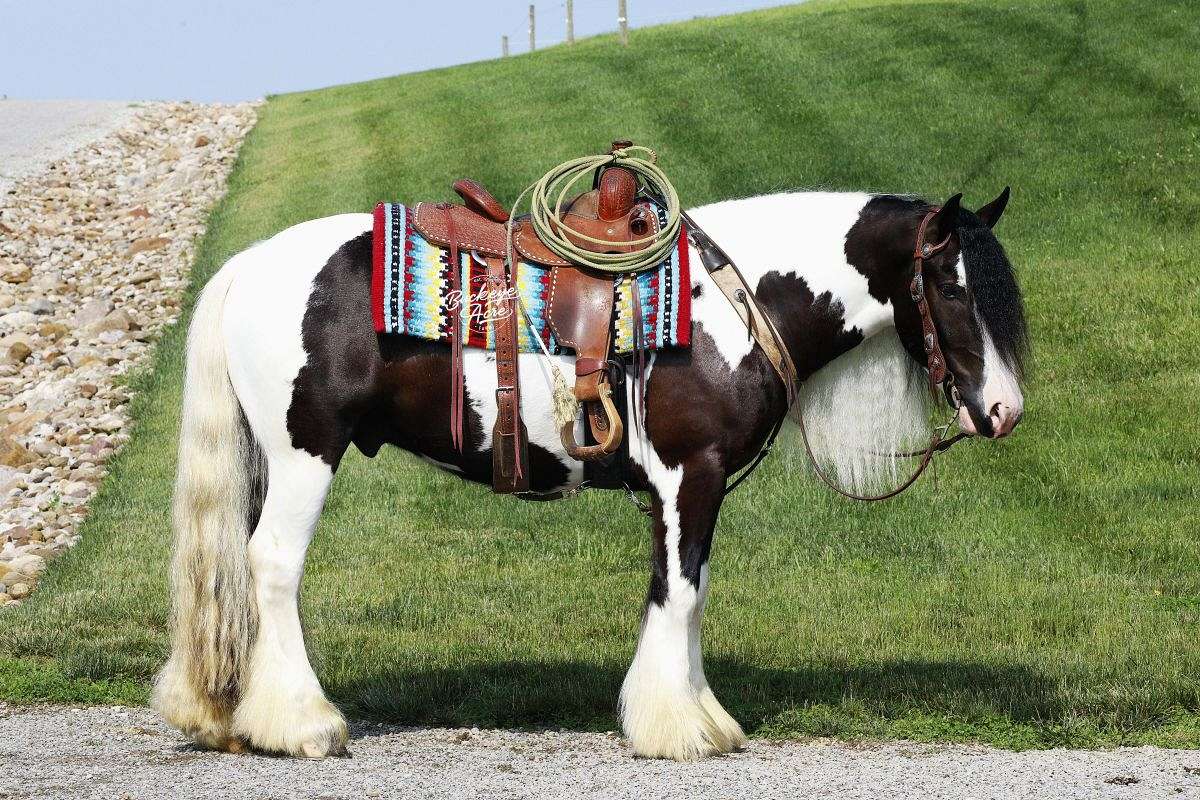 Ace is a 4-Year-Old Registered Black and White Gypsy Gelding Standing 14.3