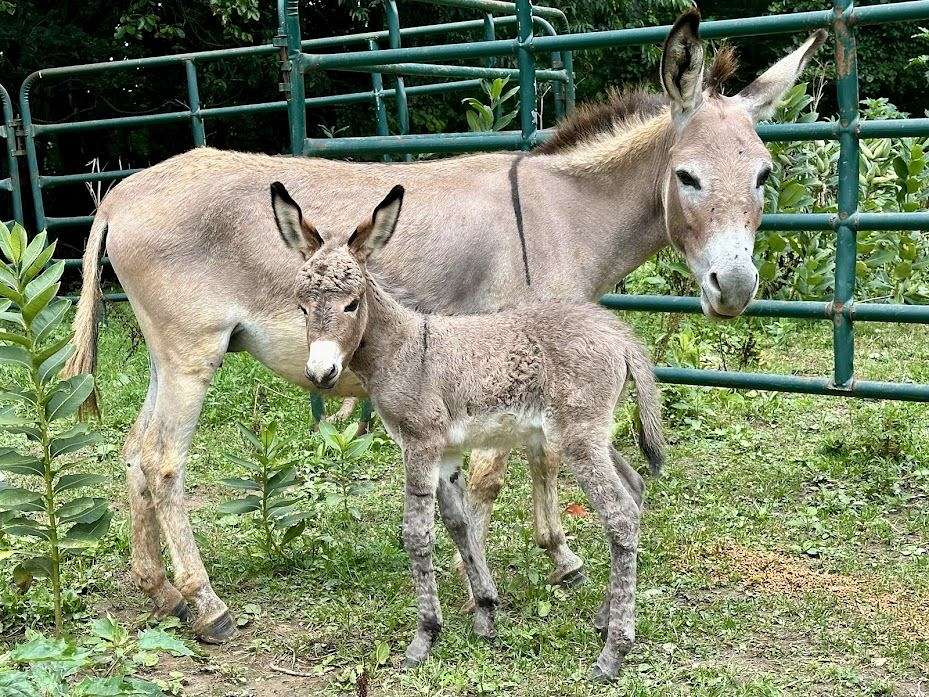 Sweet Jenny Donkey With a Baby Jenny by Side
