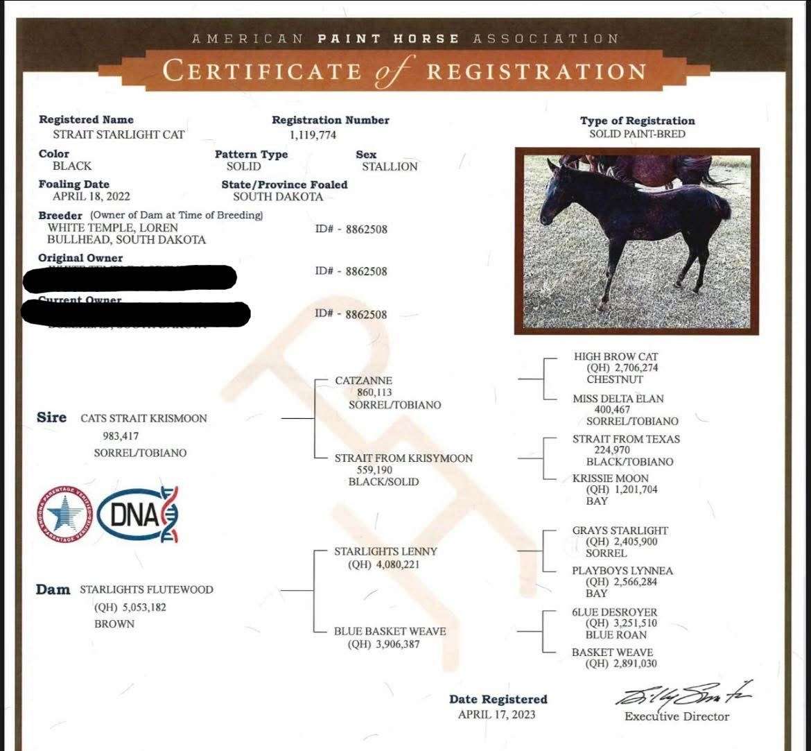 2022 Registered APHA Gelding