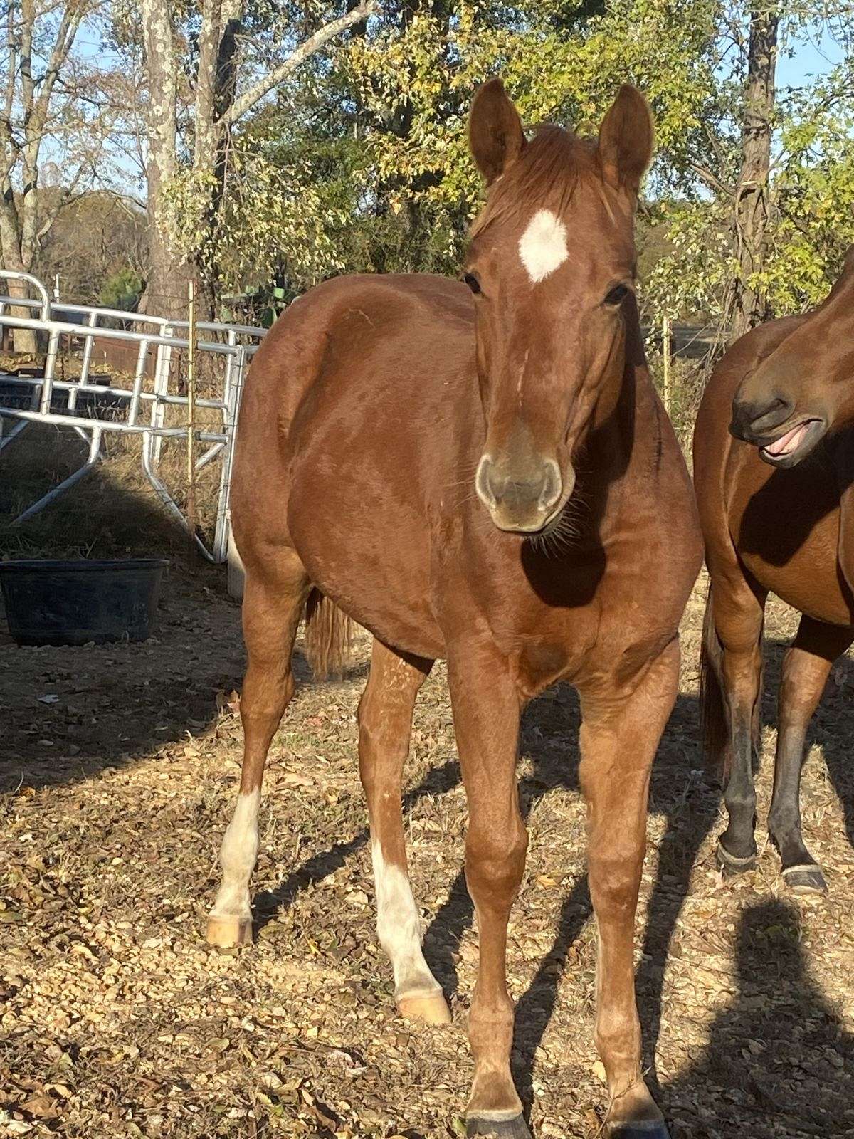 AQHA Ranch Roping Stud Prospect