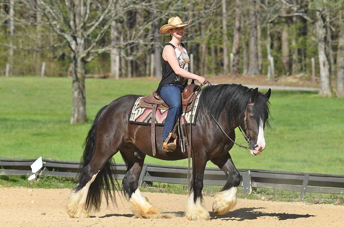 Dominic- Gorgeous Black Gypsy Vanner English, Western, Trails & More!