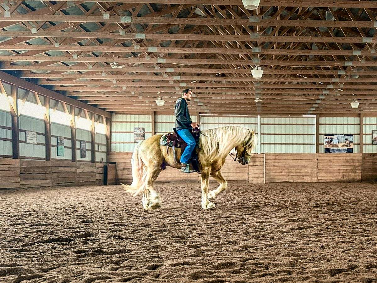 Flashy, Rare, Athletic Dressage Partner