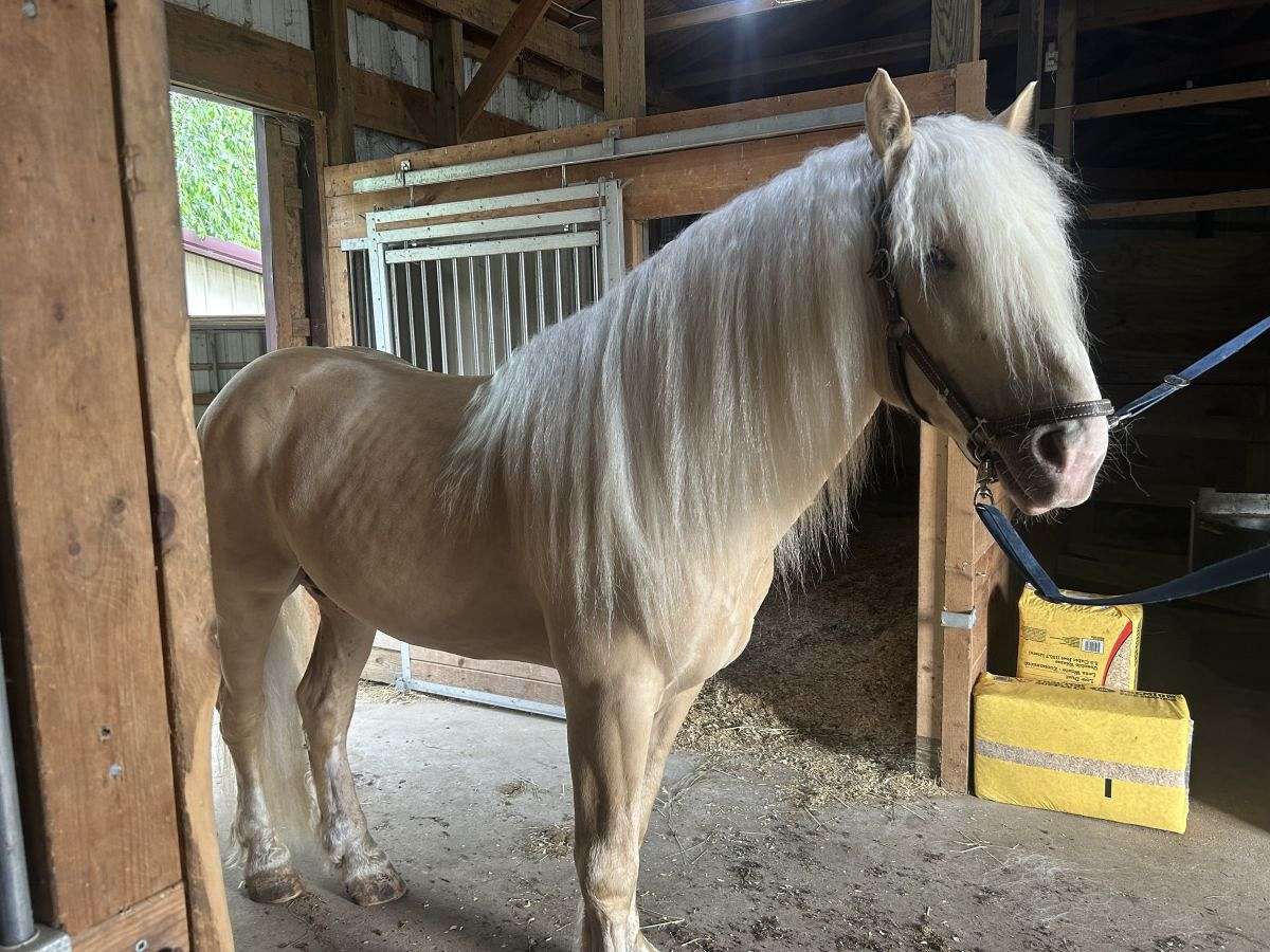 Flashy, Rare, Athletic Dressage Partner