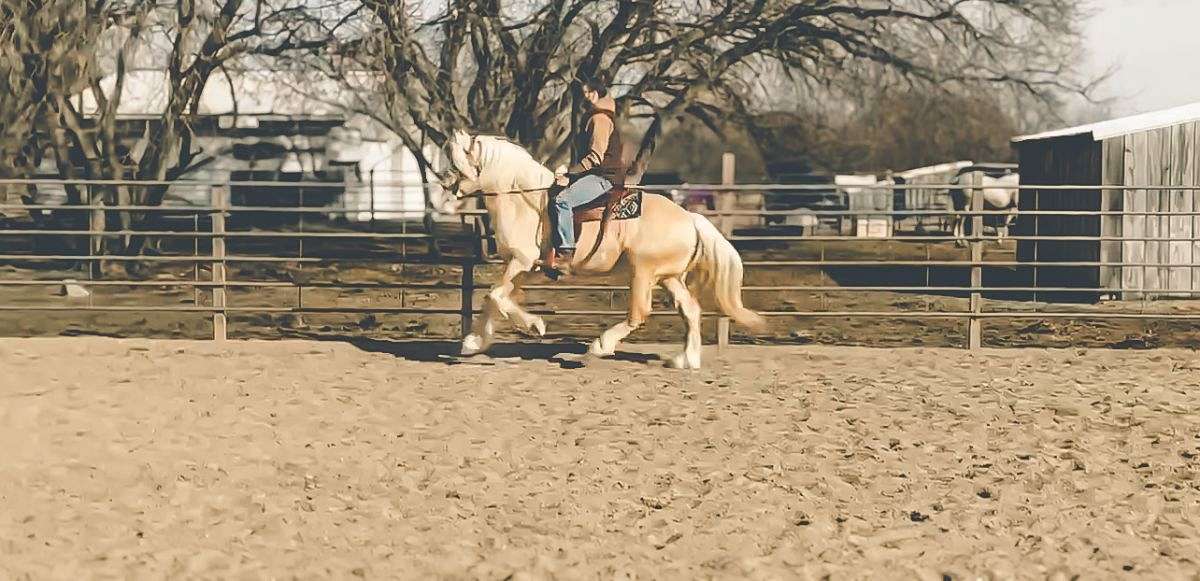 Flashy, Rare, Athletic Dressage Partner
