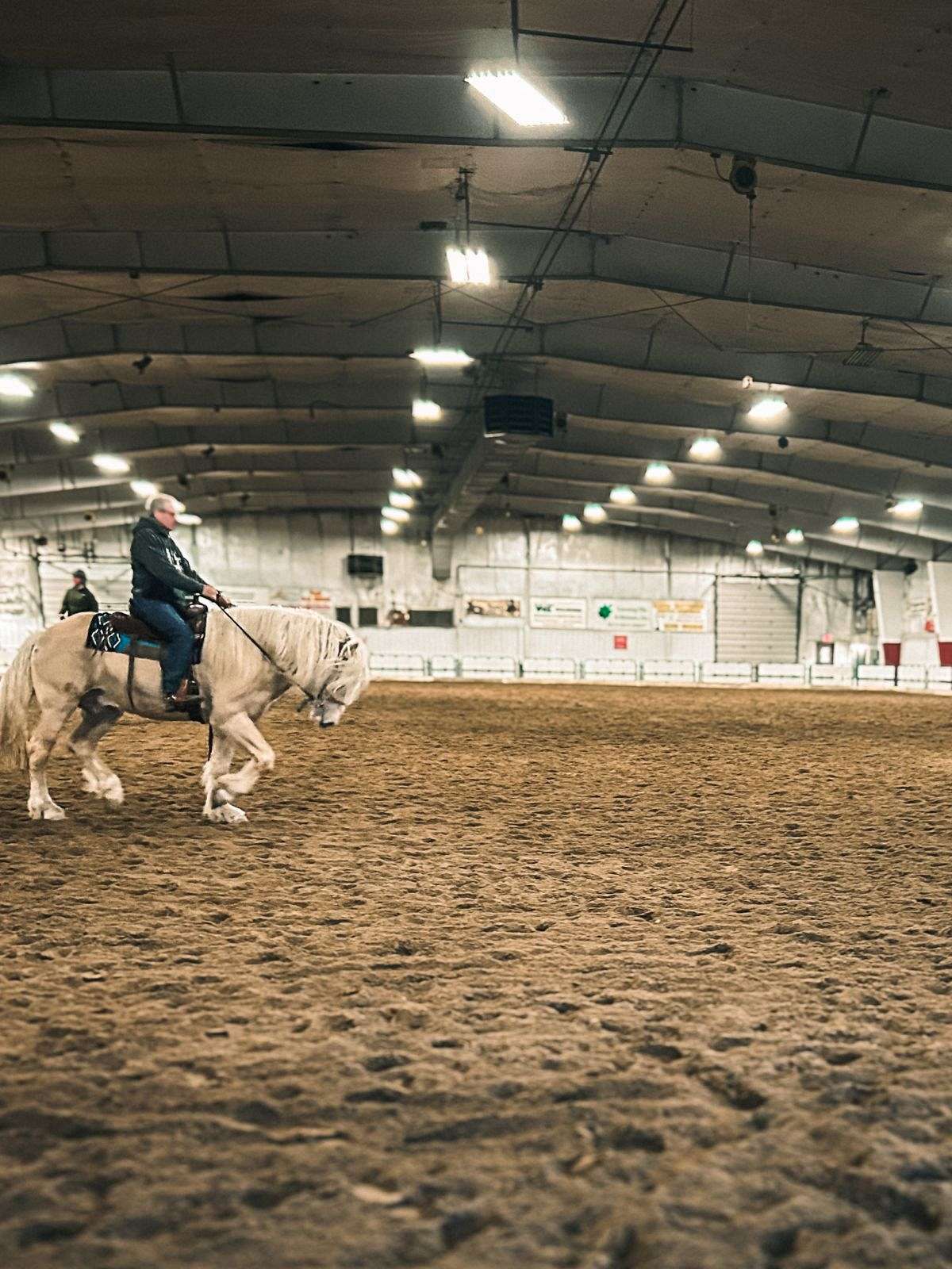 Flashy, Rare, Athletic Dressage Partner