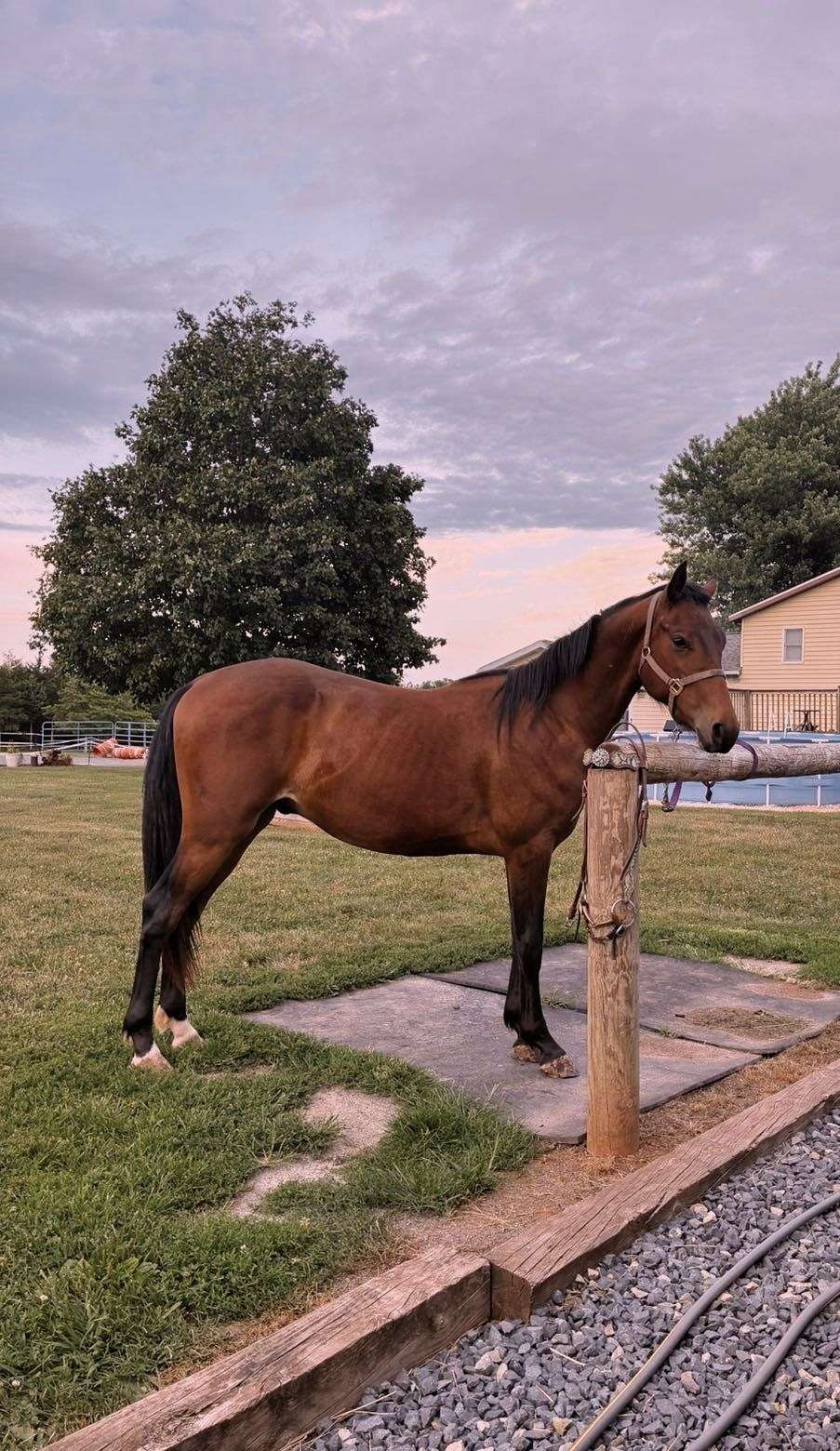 Apollo 2.5yr Gelding