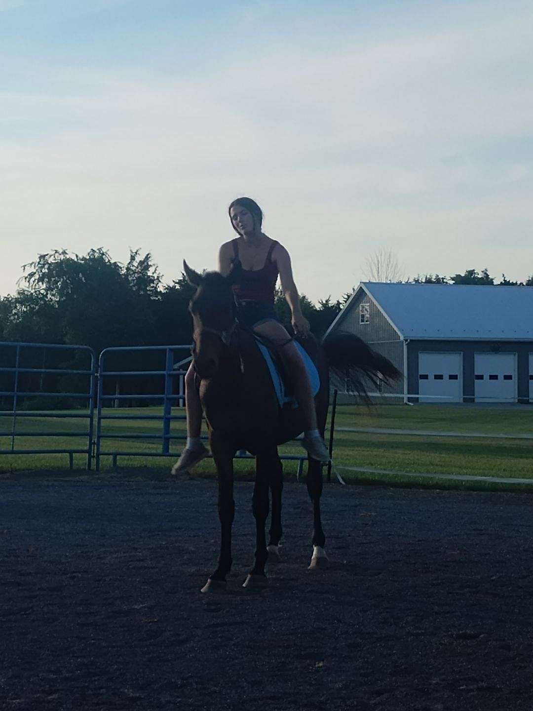 Apollo 2.5yr Gelding