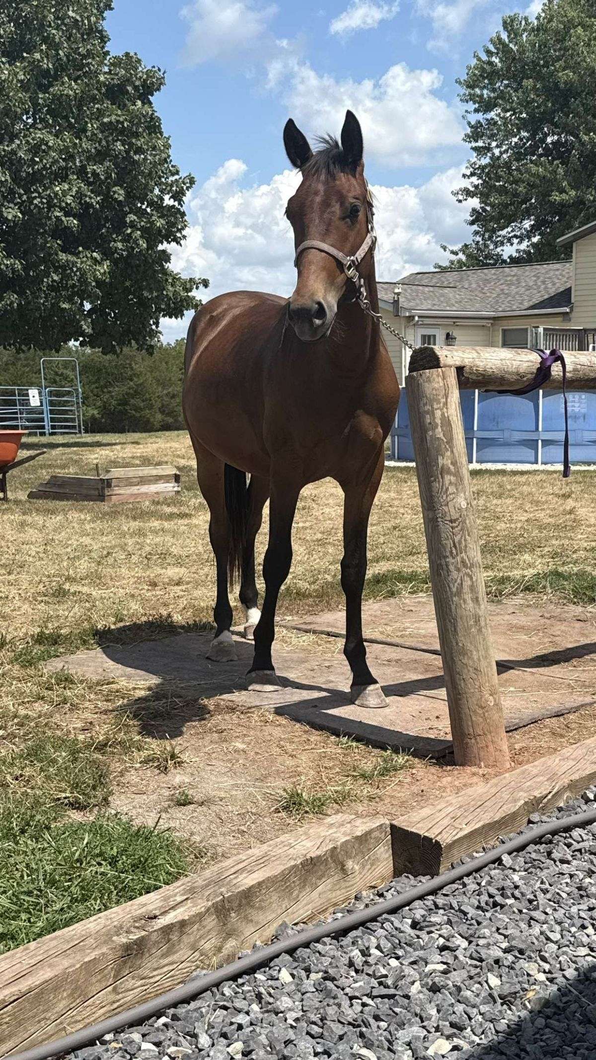 Apollo 2.5yr Gelding