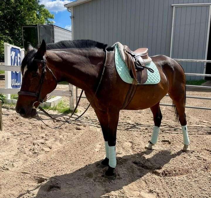 Mare for Onsite Lease