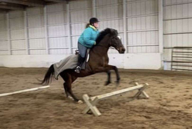 Mare for Onsite Lease