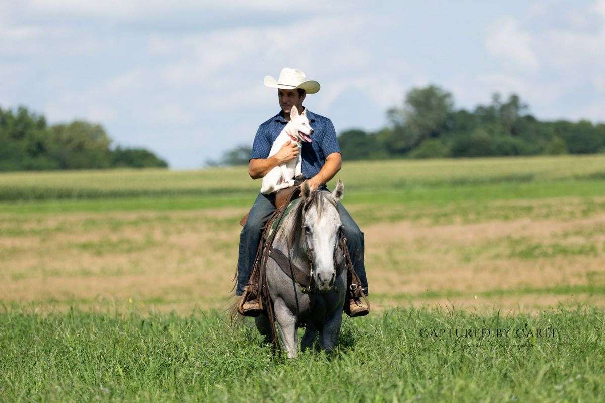 Vegas - Versatile, Seasoned, & Classy 8 Yr Old Gray AQHA Mare!
