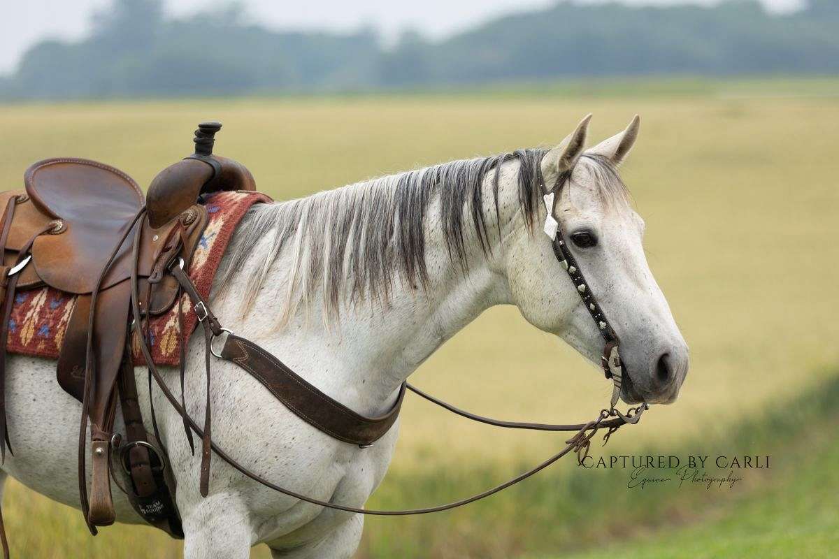 Vegas - Versatile, Seasoned, & Classy 8 Yr Old Gray AQHA Mare!