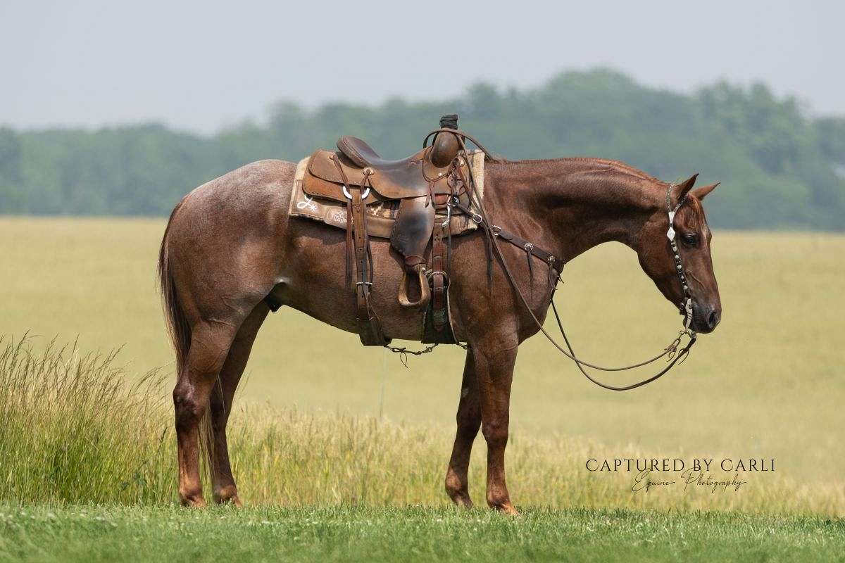 Clifford - Phenomenal All-Around Horse 4 Yr Old Red Roan AQHA Gelding!