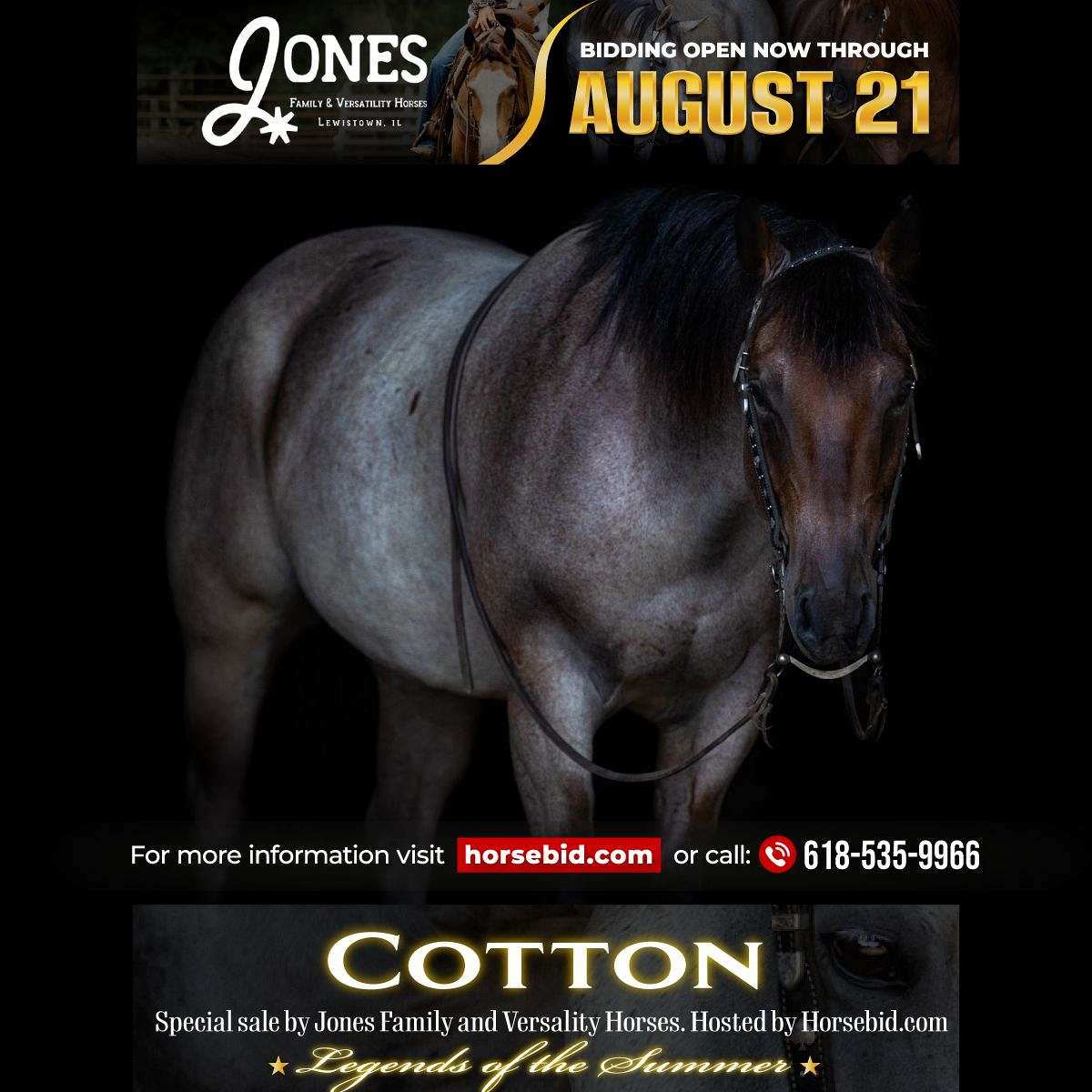 Cotton - Super Rope Horse Prospect 5 Yr Old Bay Roan AQHA Gelding!