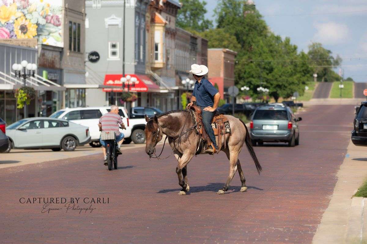 Cotton - Super Rope Horse Prospect 5 Yr Old Bay Roan AQHA Gelding!