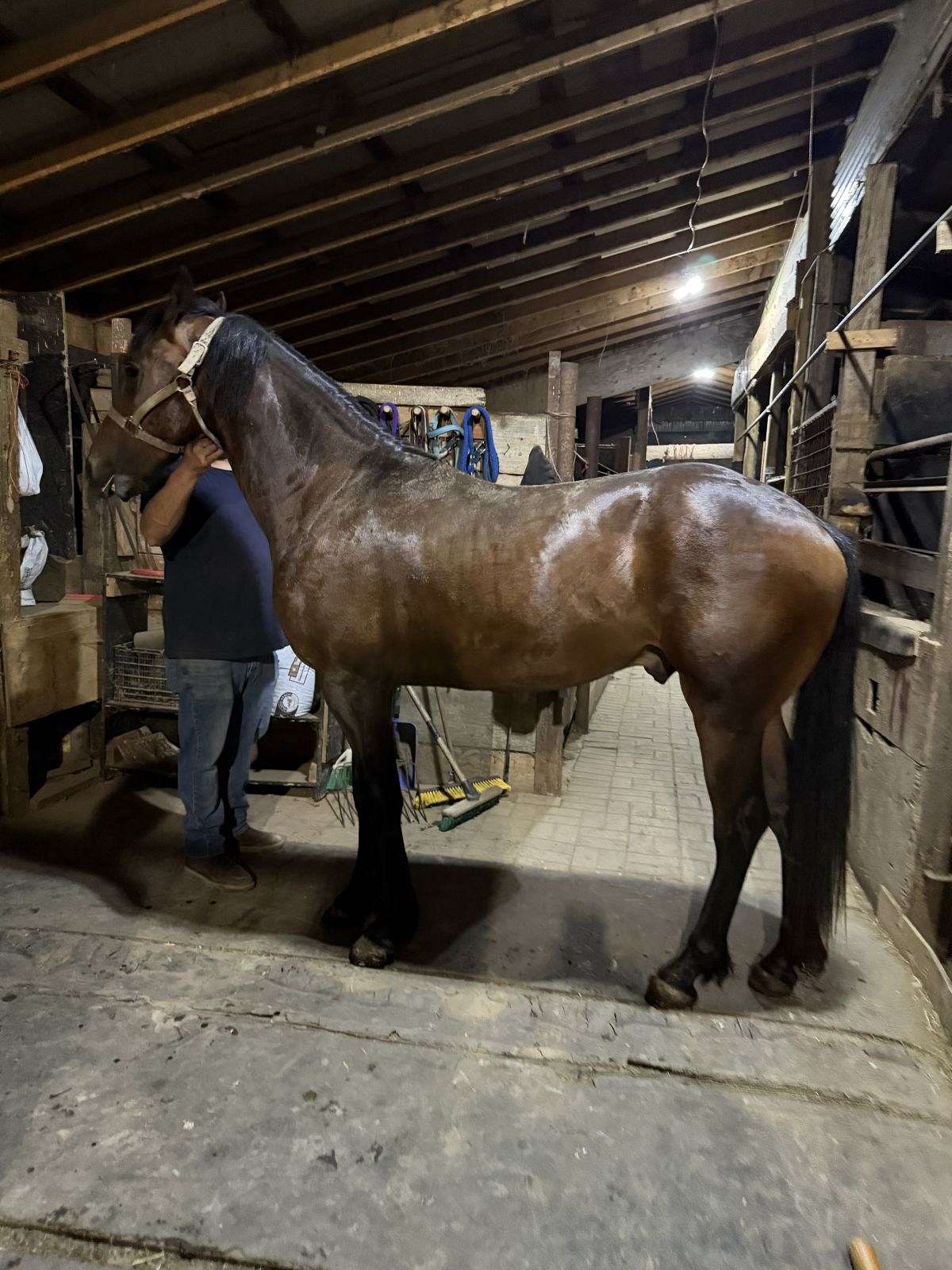 Frisian /Quarter Horse Mix