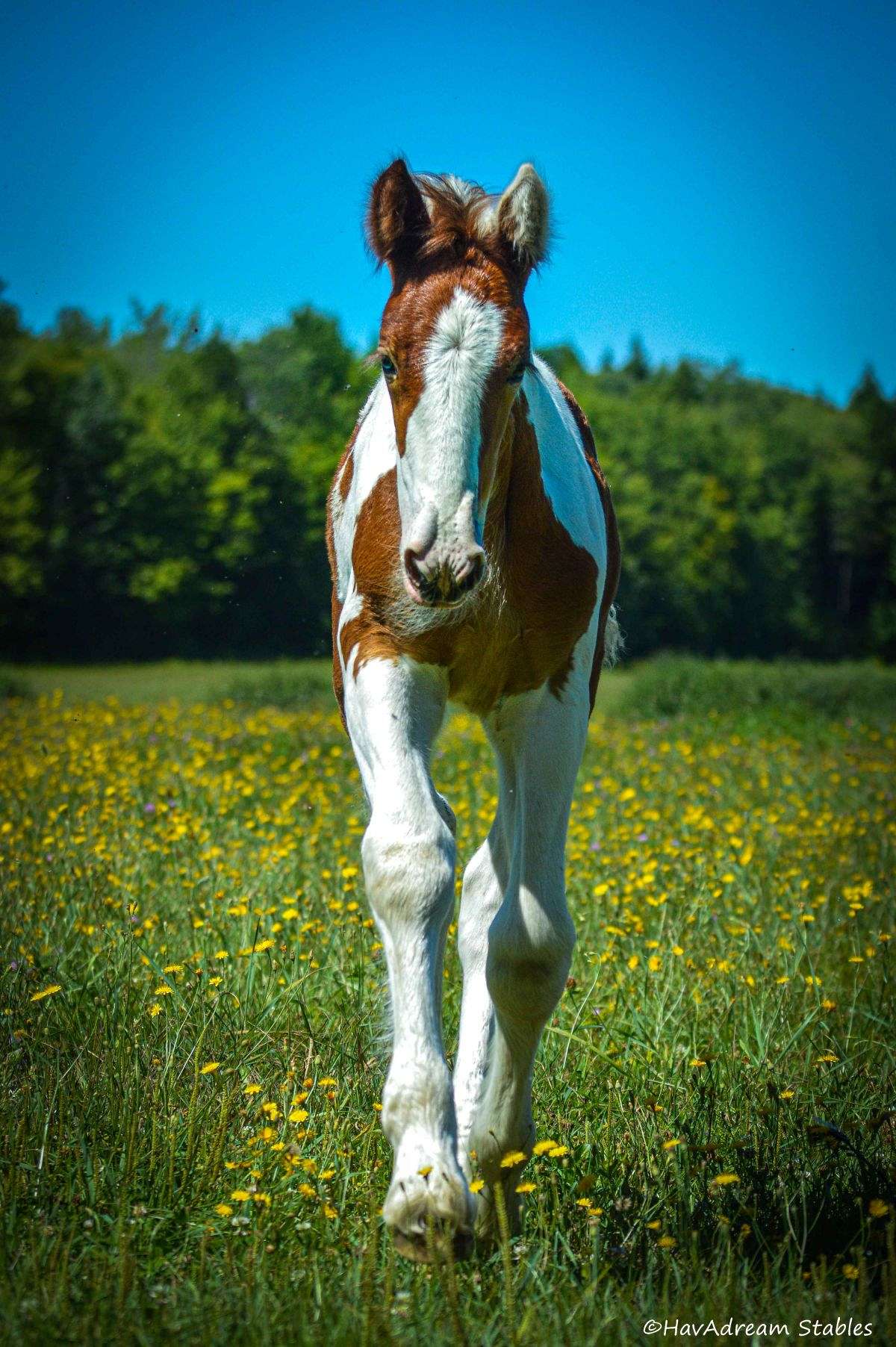 Blue Eye Bay Tobiano Drum Horse Filly