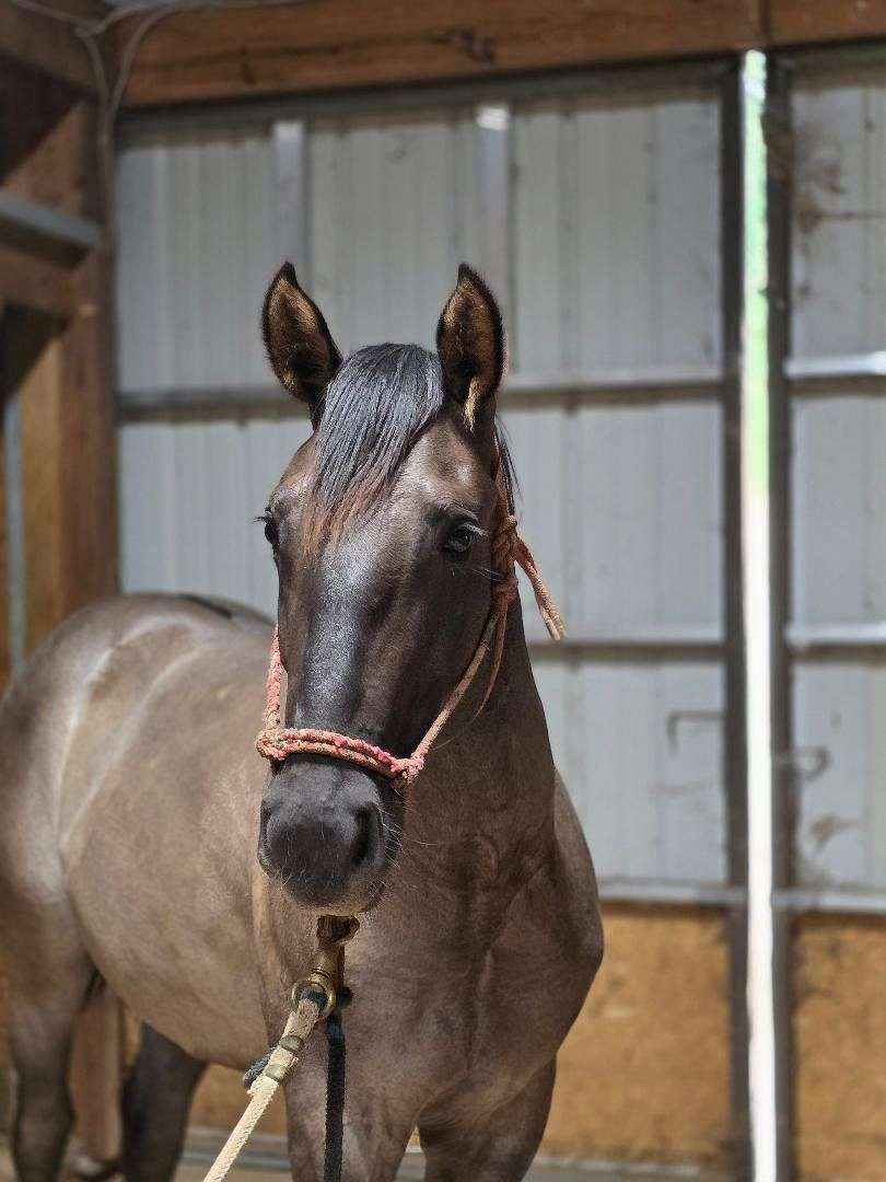 Grulla Roan Yearling Colt