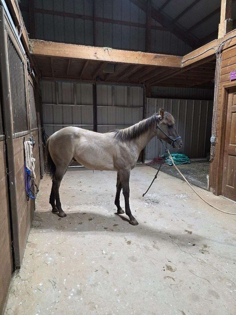 Great Little Grulla Yearling Colt