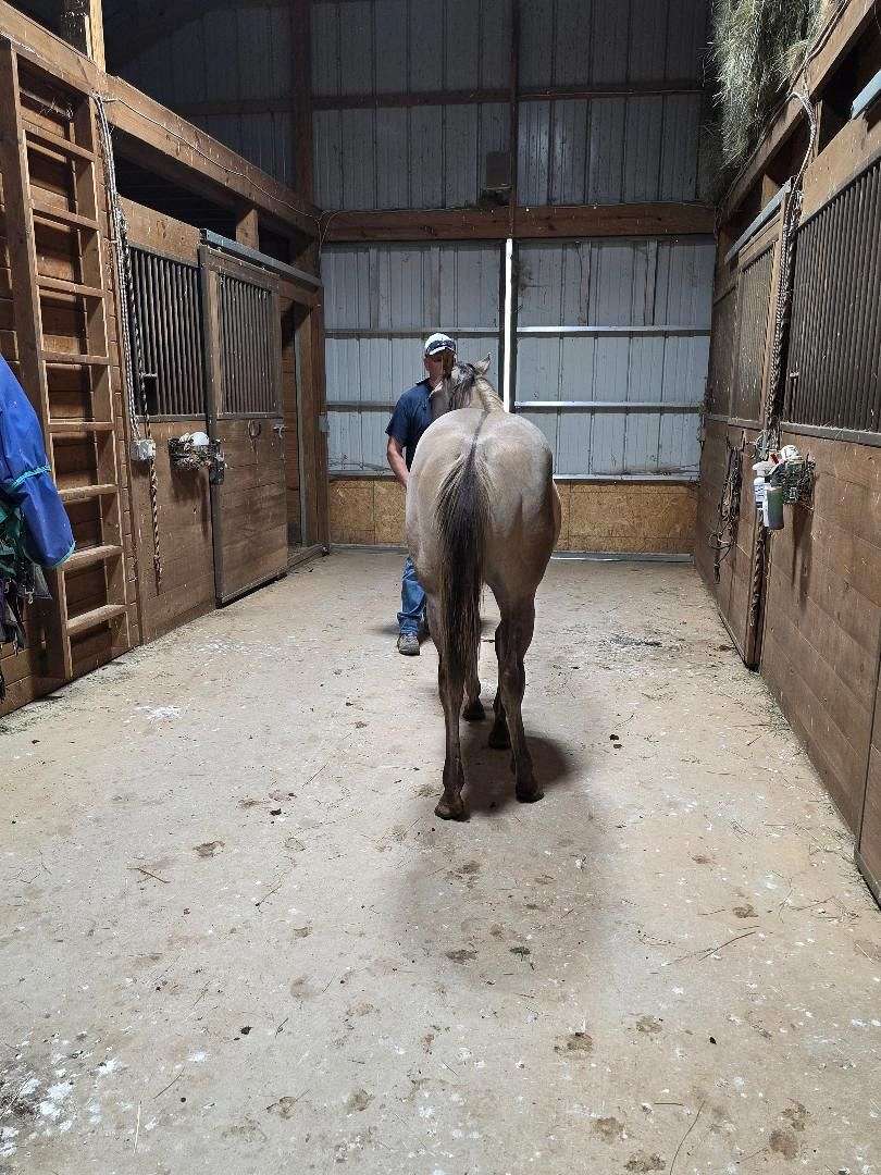 Great Little Grulla Yearling Colt