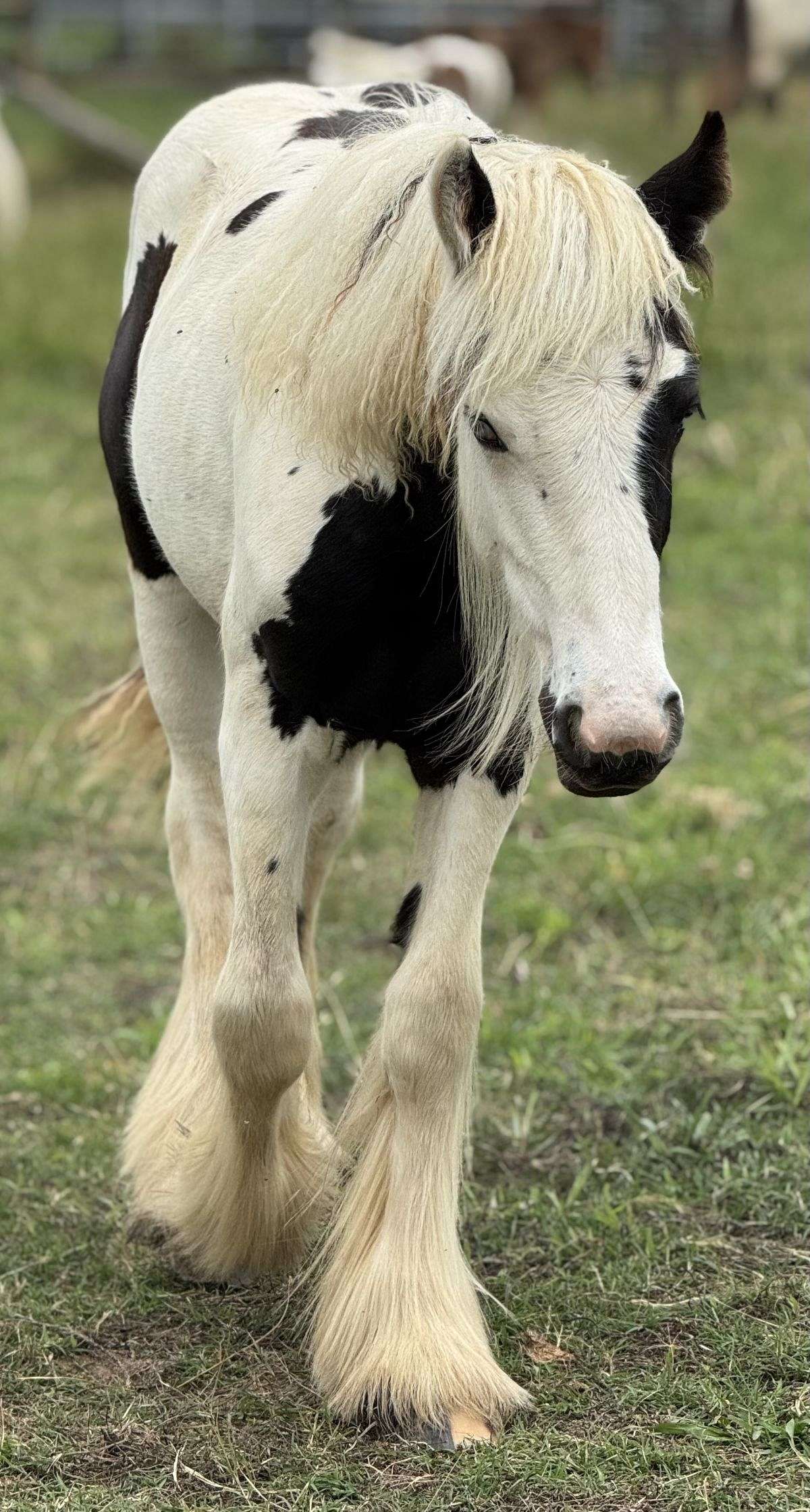 Gorgeous Piebald Gypsy Yearling Filly