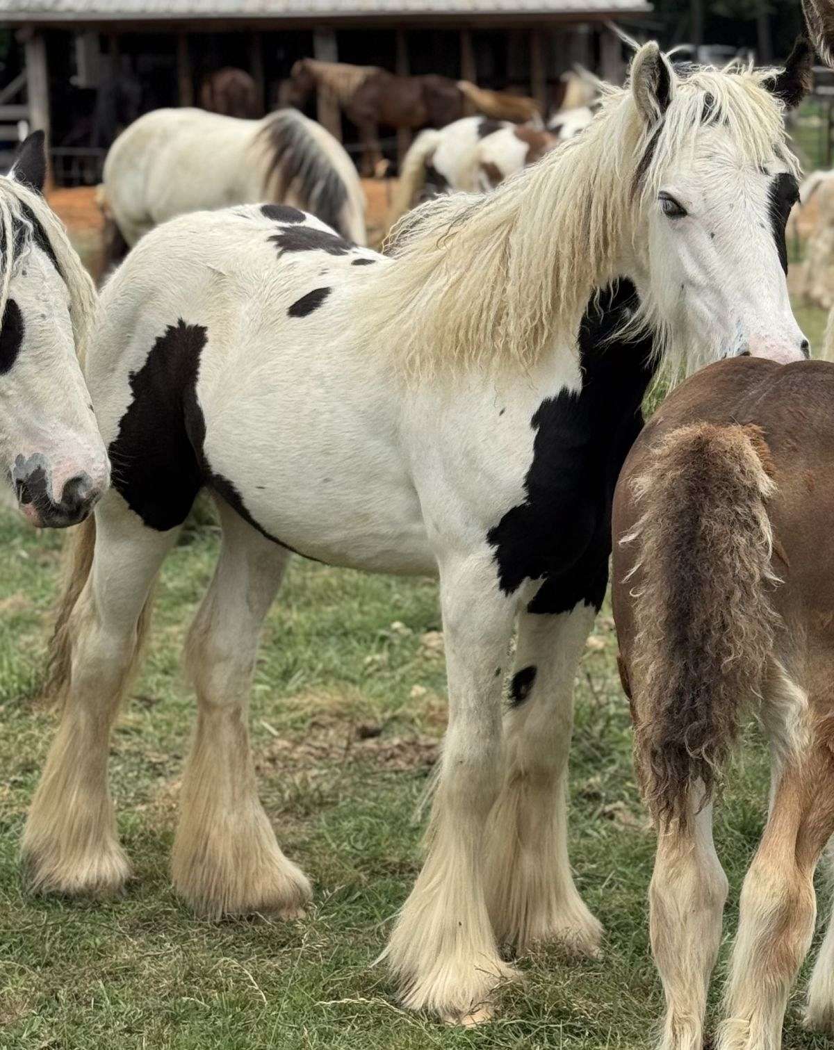 Gorgeous Piebald Gypsy Yearling Filly
