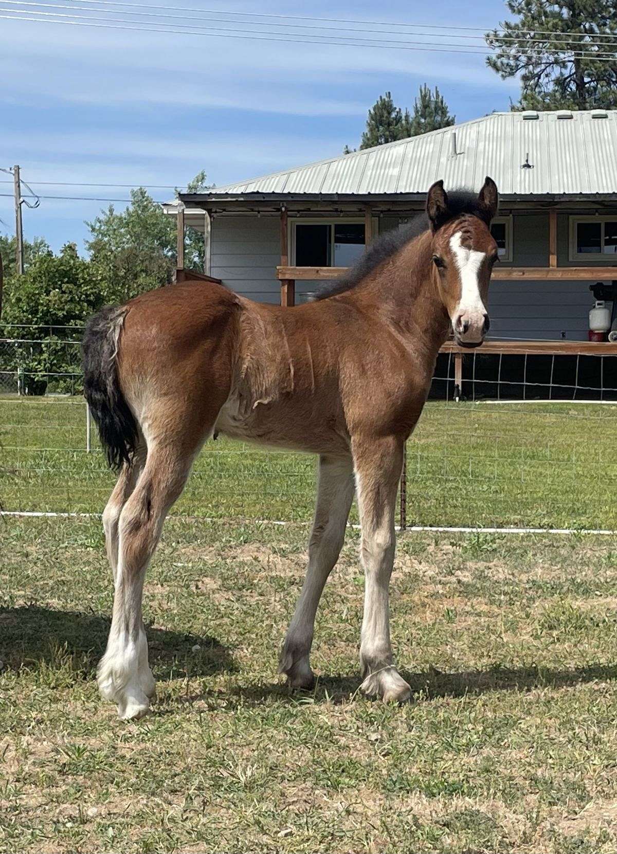 Gypsie Vanner Cross Colt