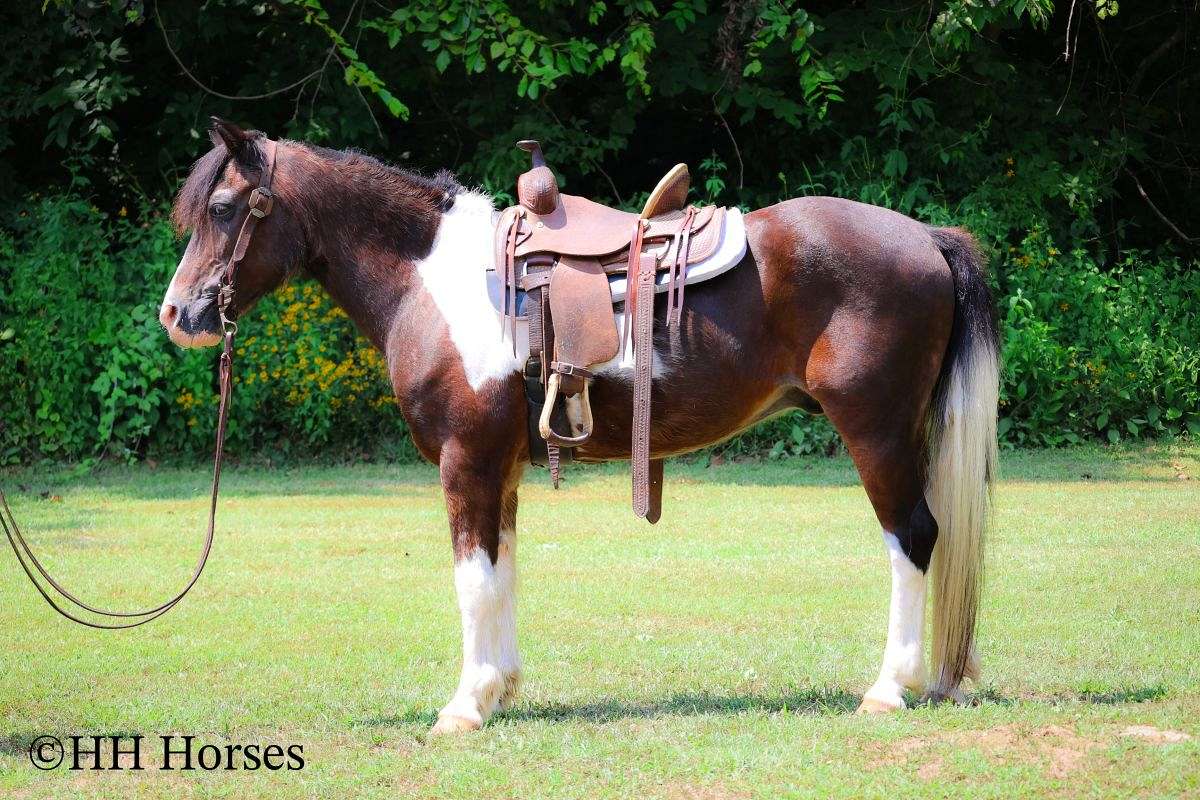 Beginner, Youth, Granny, and Novice Safe Black and White Tobiano Paint