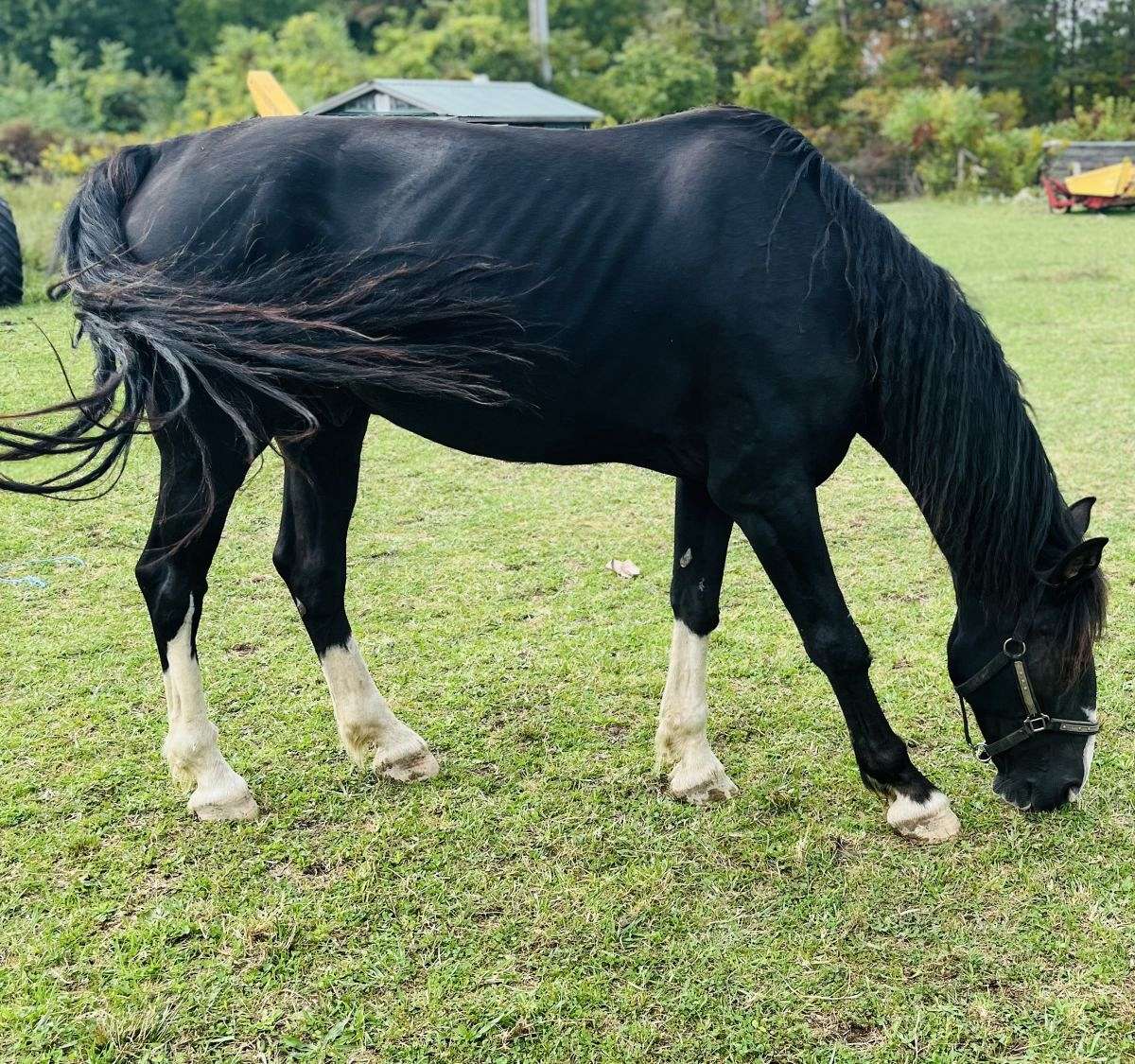 Dutch Harness Horse