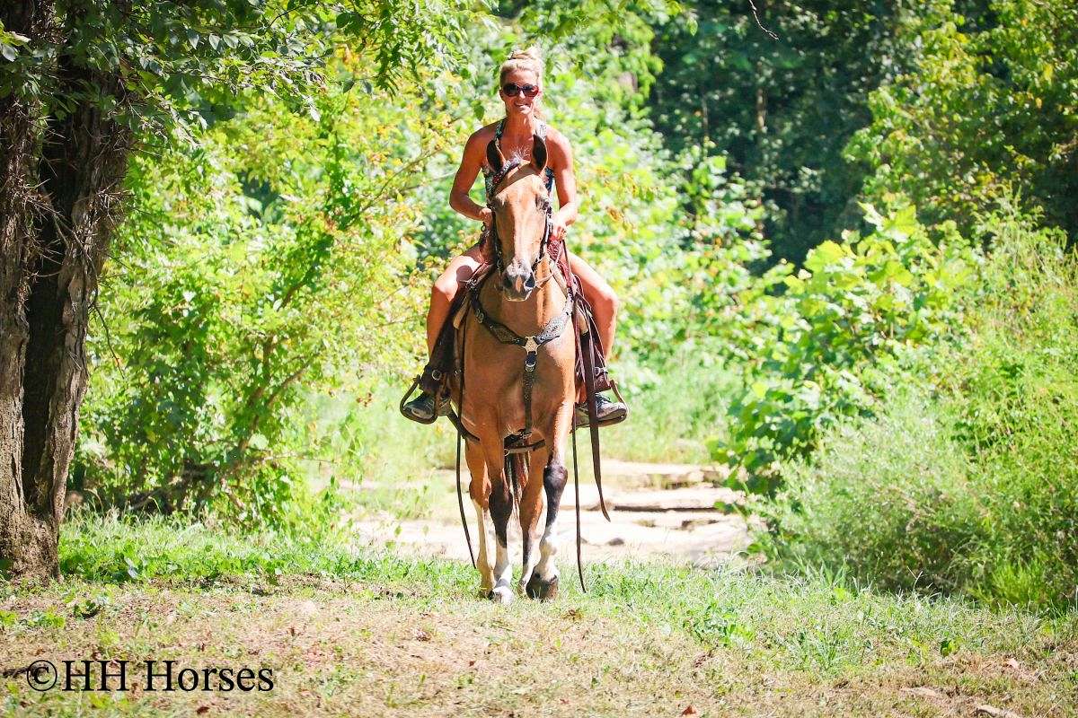 Gorgeous Registered Buckskin Tennessee Walking Mare, Trail Rides, Shown