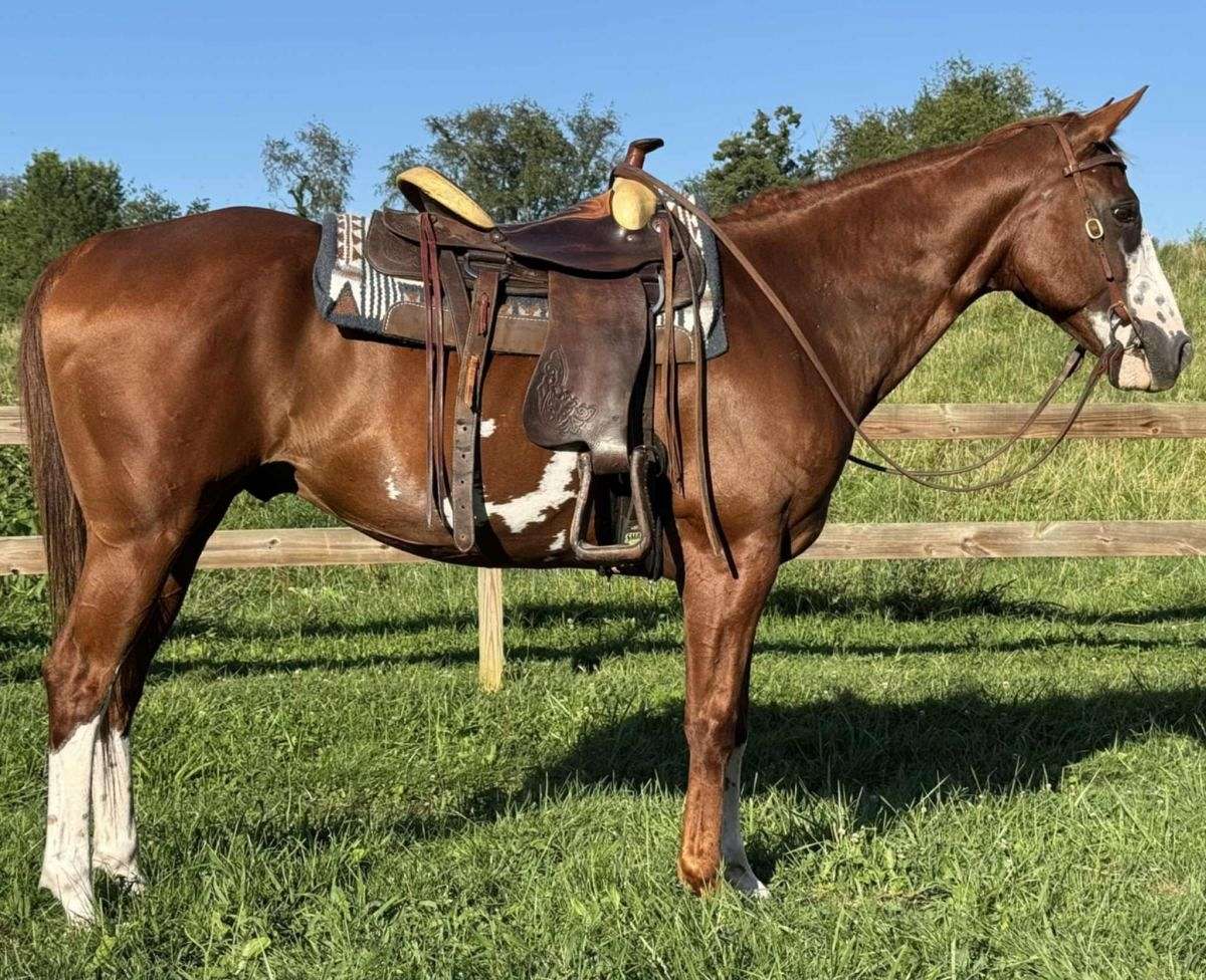 Navajo”.. Flashy 15 HH All Around Pleasure/Trail Gelding