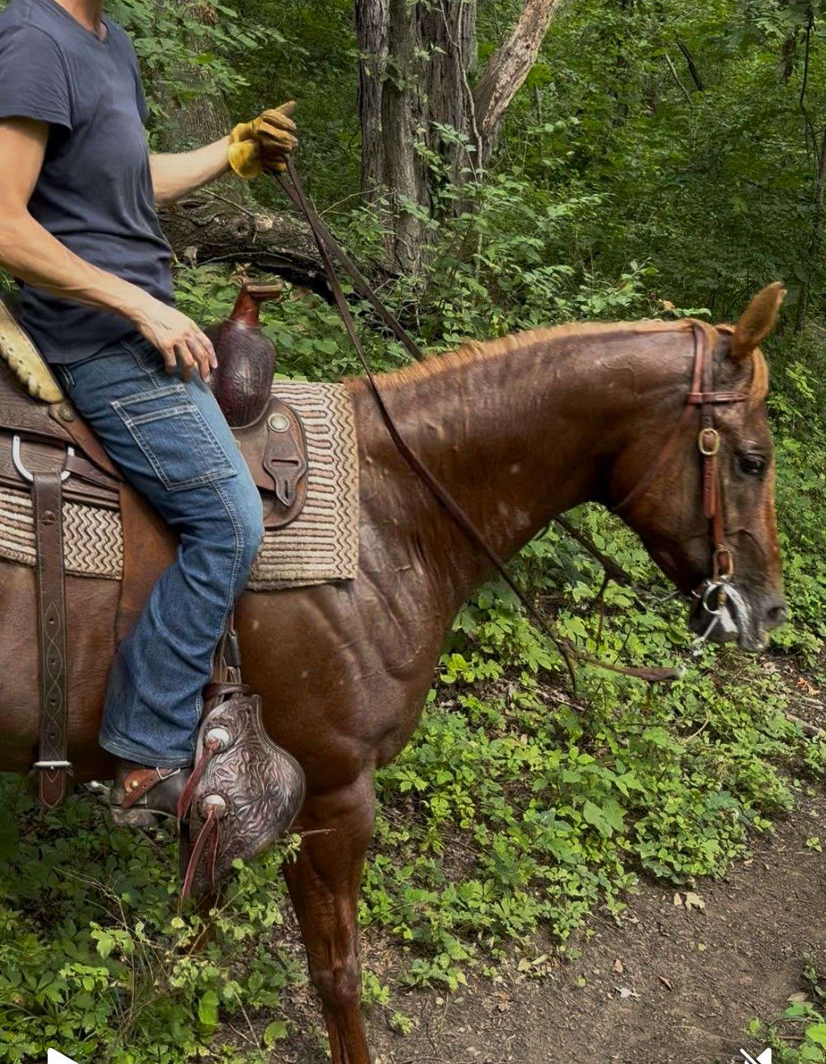Appaloosa Halter/Pleasure Mare
