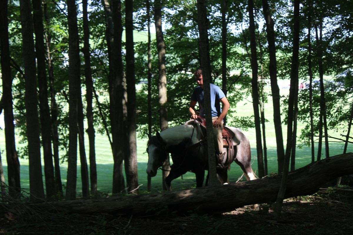 Quiet Safe Quarter Pony