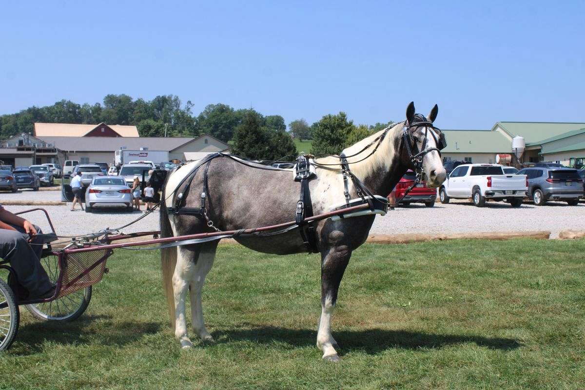 Quiet Safe Quarter Pony