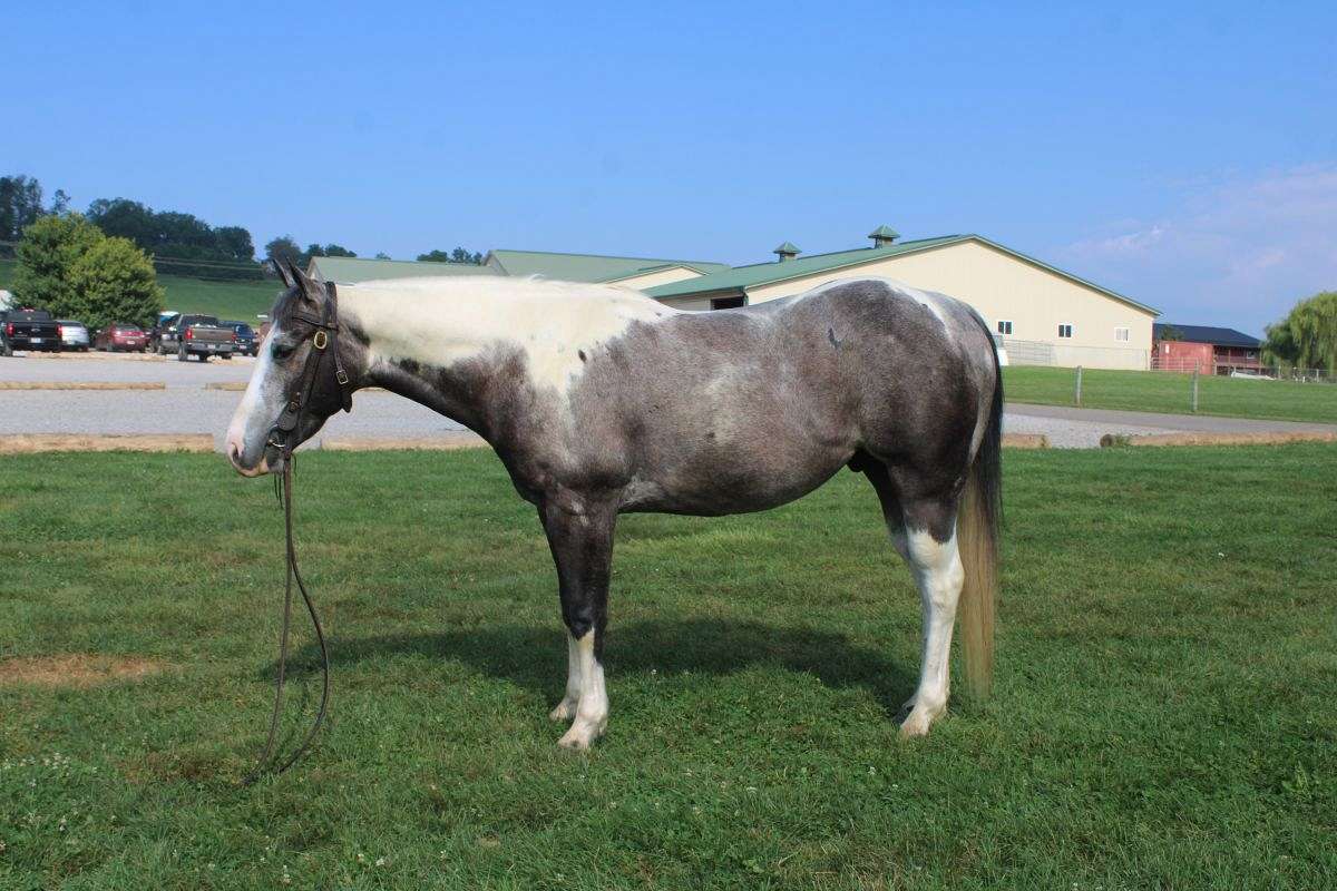 Quiet Safe Quarter Pony