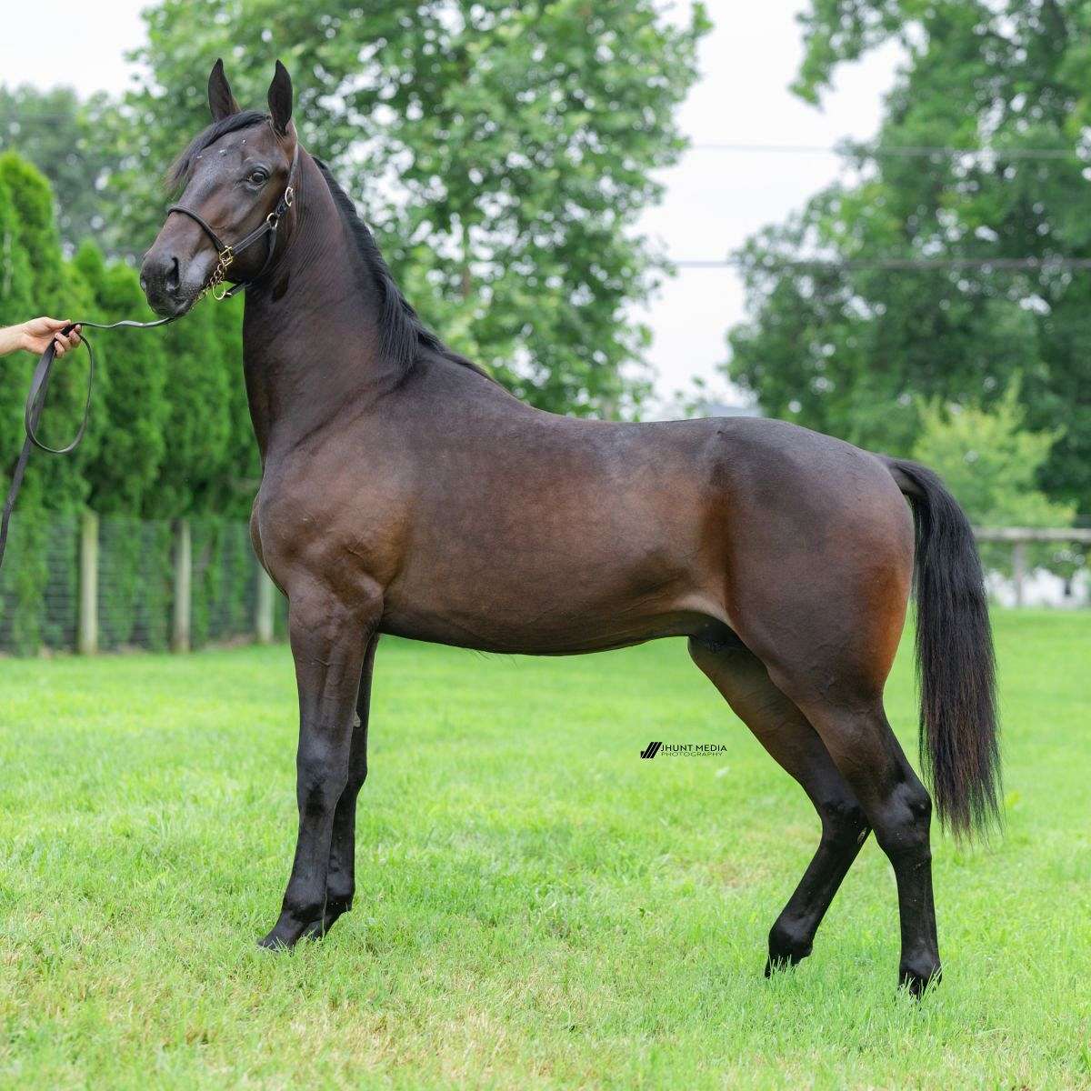 Mr Koz - Impressive Bay Stallion With Strong Breeding