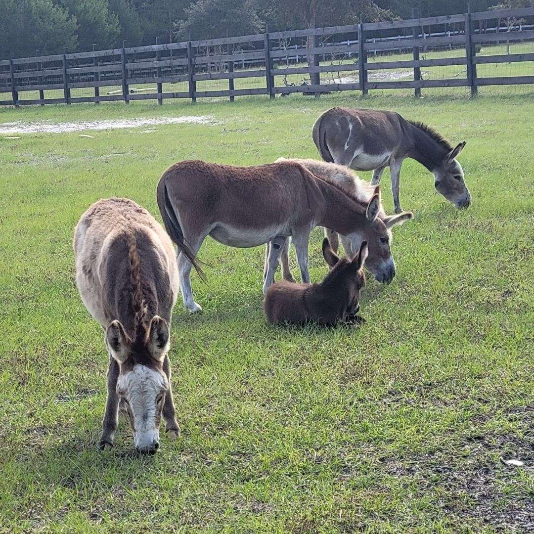 Beautiful Selection Mini Donkeys Jenny Jack Lovebugs
