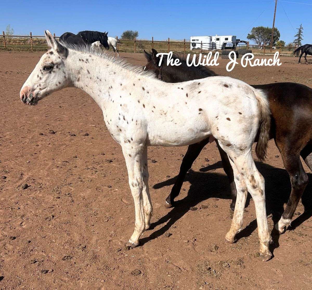 Bay Leopard APHC Colt