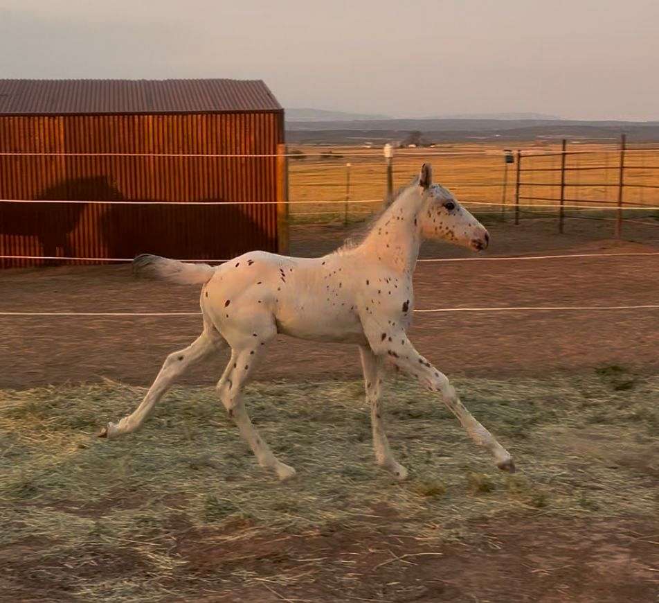 Bay Leopard APHC Colt