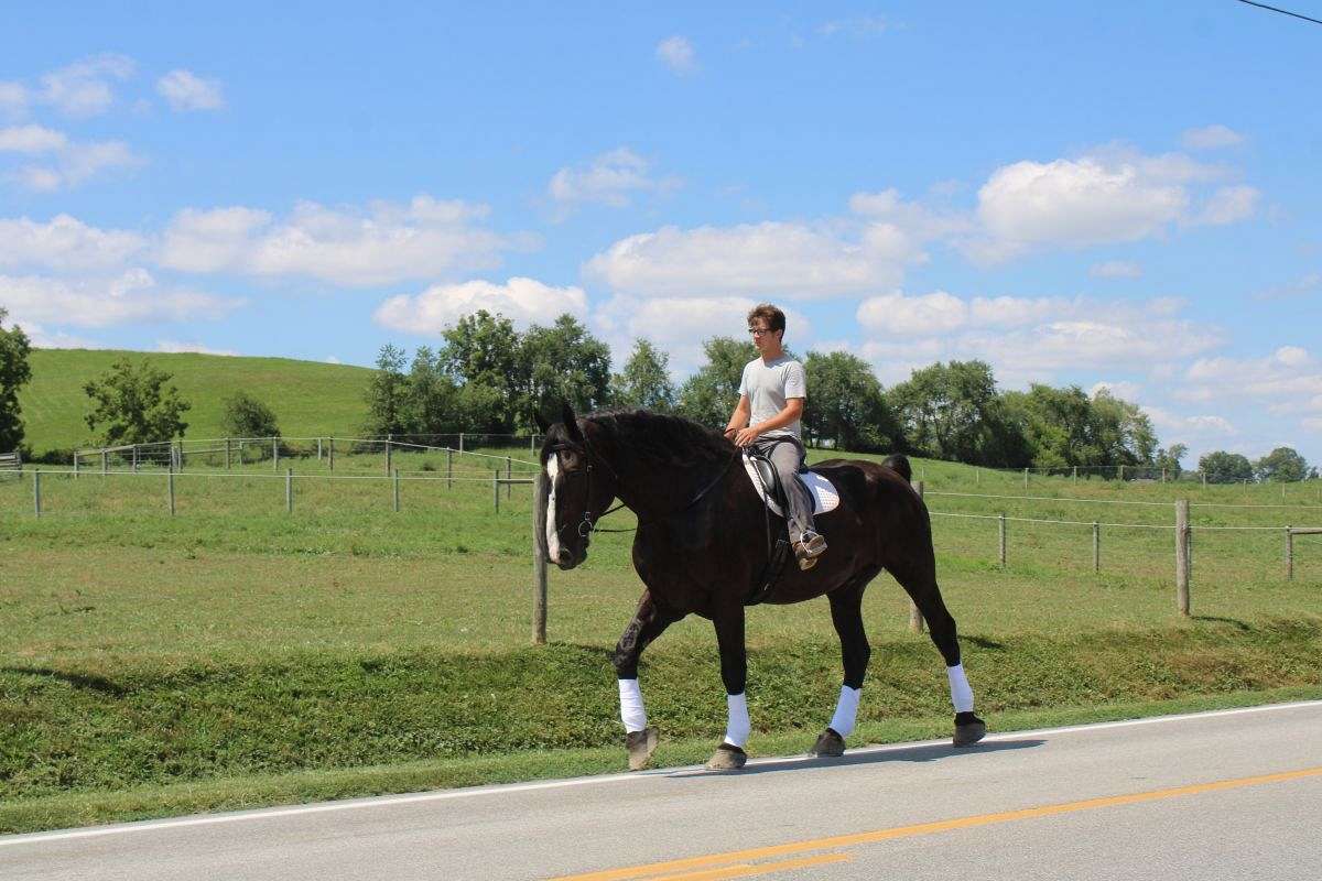 Gentle Percheron Gelding