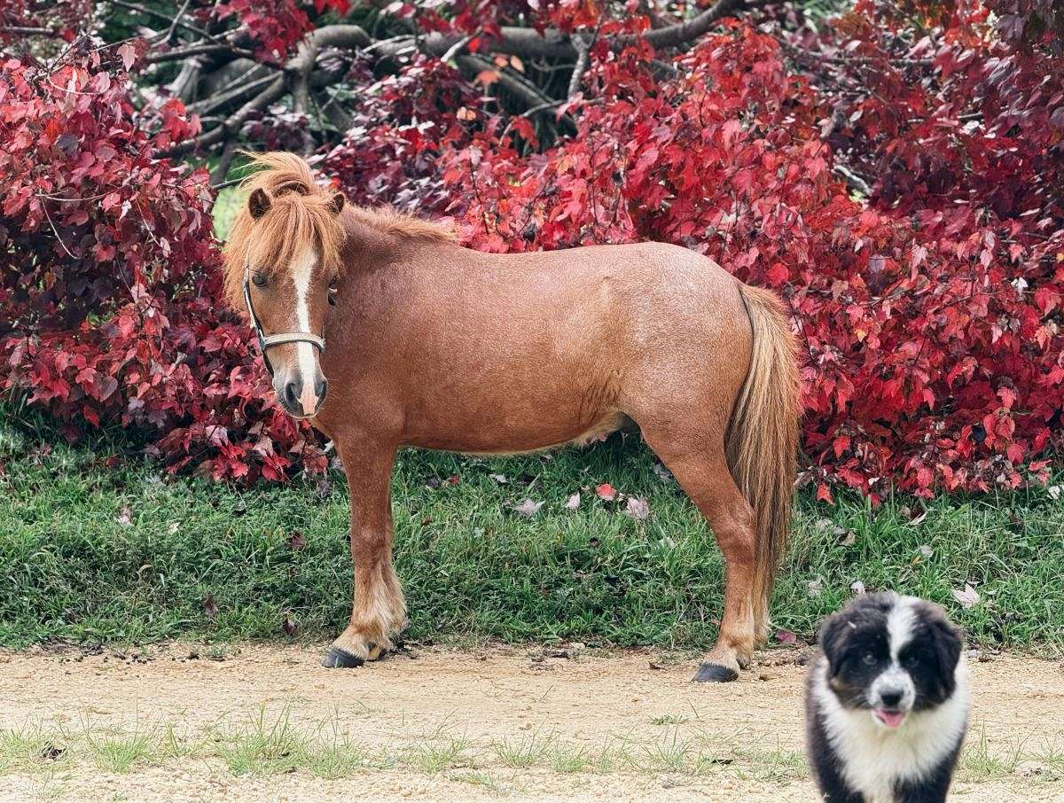 Gorgeous Mini Gelding